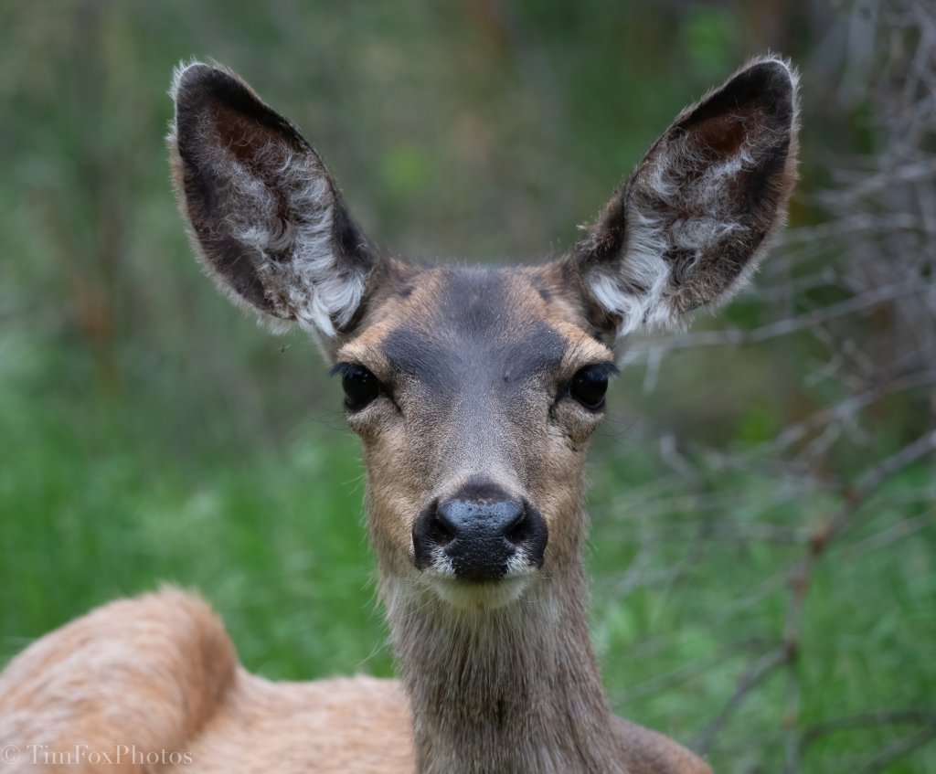 Deer-1-1024x847.jpg