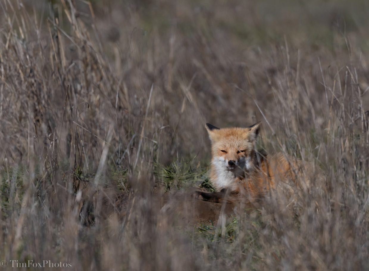 Red Fox